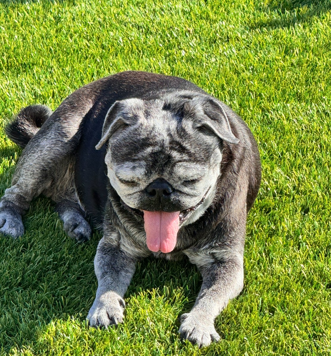 Greatest pug in the history of the world – DIGITAL MEDIA 104